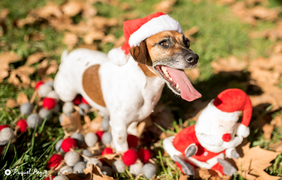 Sesión de navidad perruna - RaquelBegué Blog - Sesiones de fotos Barcelona, fotógrafa de familia