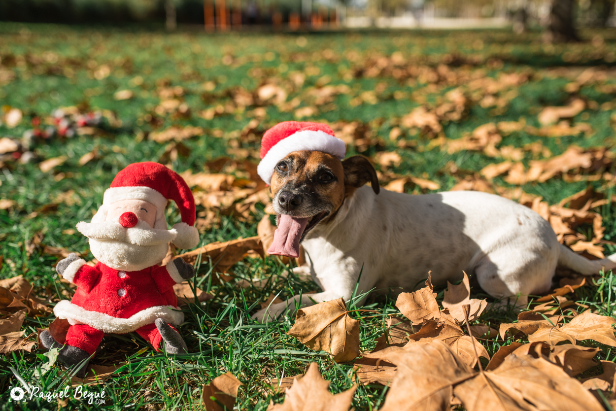 Sesión de navidad perruna - RaquelBegué Blog - Sesiones de fotos Barcelona, fotógrafa de familia